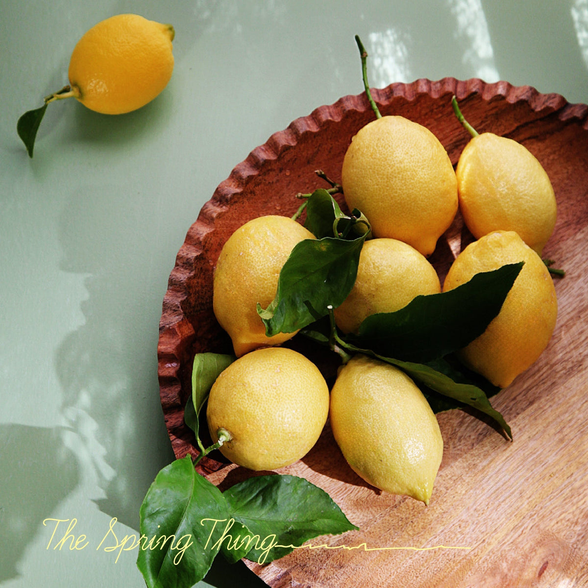 The Spring Thing – HAUSETTE®